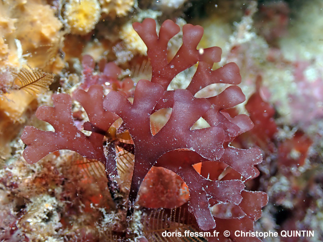 Rhodymenia pseudopalmata | DORIS