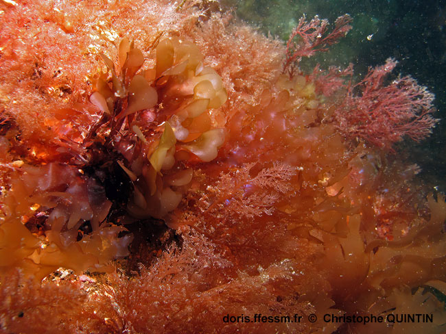 Rhodymenia pseudopalmata | DORIS