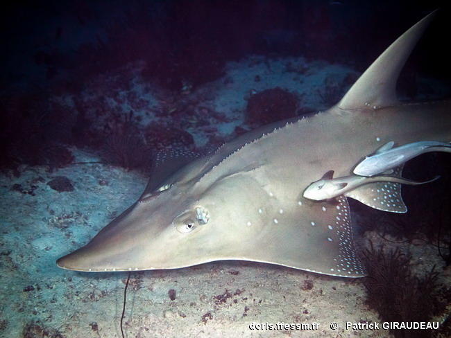 Rhynchobatus djiddensis | DORIS