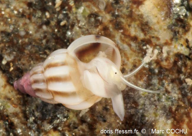 Rissoa parva | DORIS