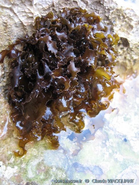 Rissoella verruculosa | DORIS