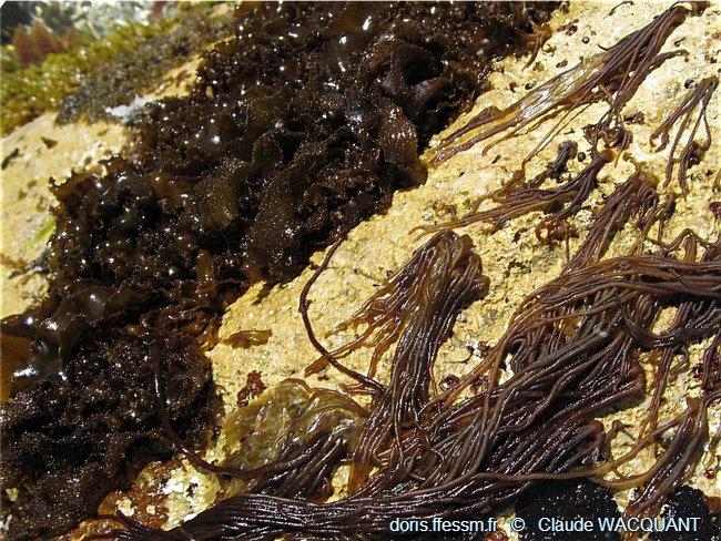 Rissoella verruculosa | DORIS