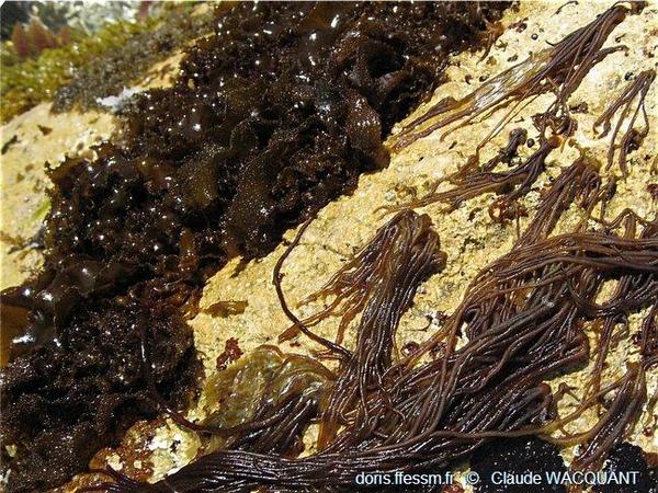 Rissoella verruculosa | DORIS