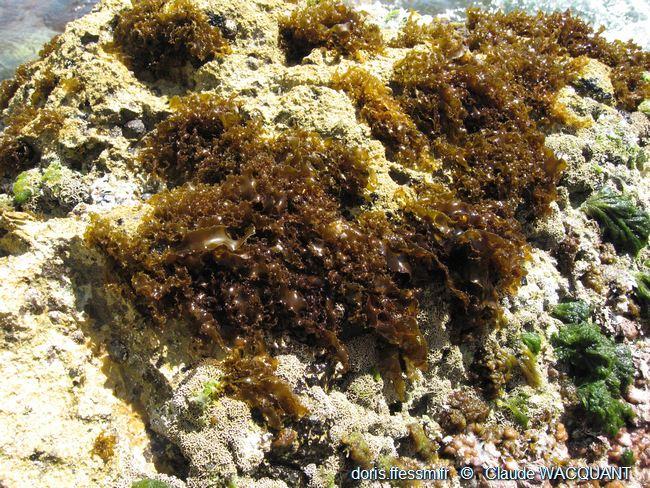 Rissoella verruculosa | DORIS