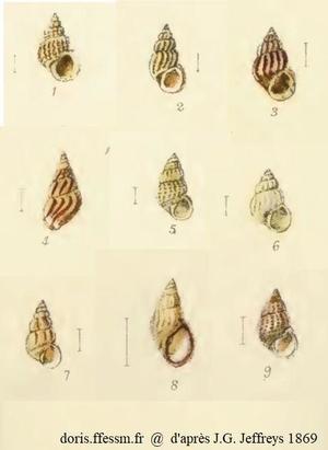 Rissoa parva | DORIS