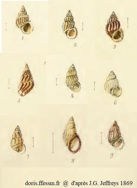 Rissoa parva | DORIS