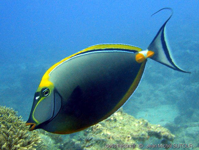 Naso elegans | DORIS