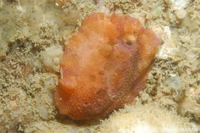 Doris pseudoargus | DORIS