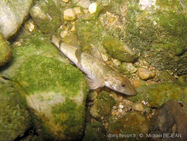 Zingel asper | DORIS