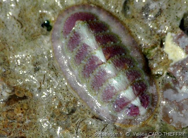 Lepidochitona (Lepidochitona) cinerea | DORIS