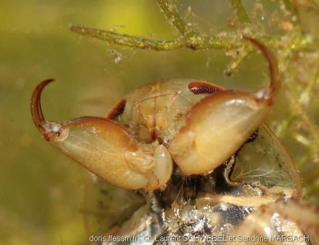 Ilyocoris cimicoides | DORIS