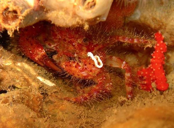 Pilumnus spinifer | DORIS