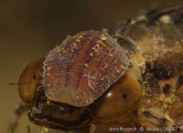 Anisoptera (sous-ordre, larves) | DORIS