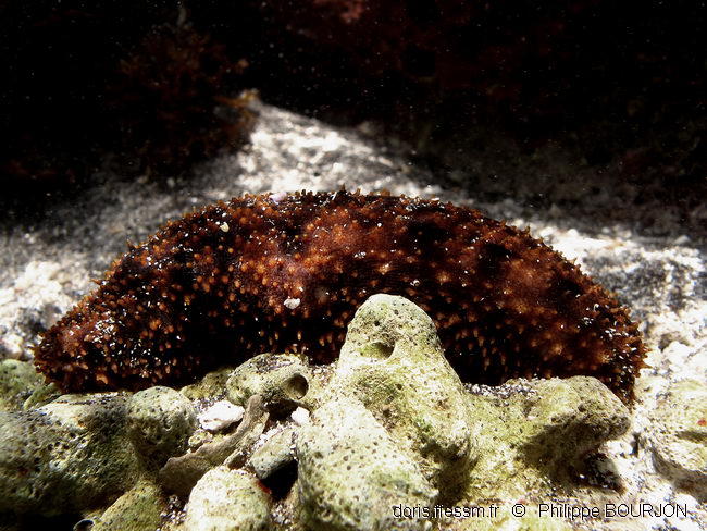 Holothuria (Semperothuria) cinerascens | DORIS