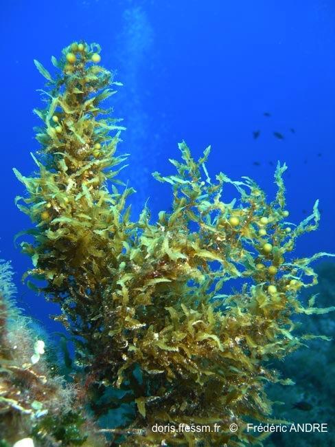 Sargassum hornschuchii | DORIS
