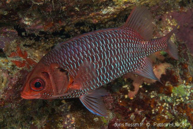 Sargocentron violaceum | DORIS