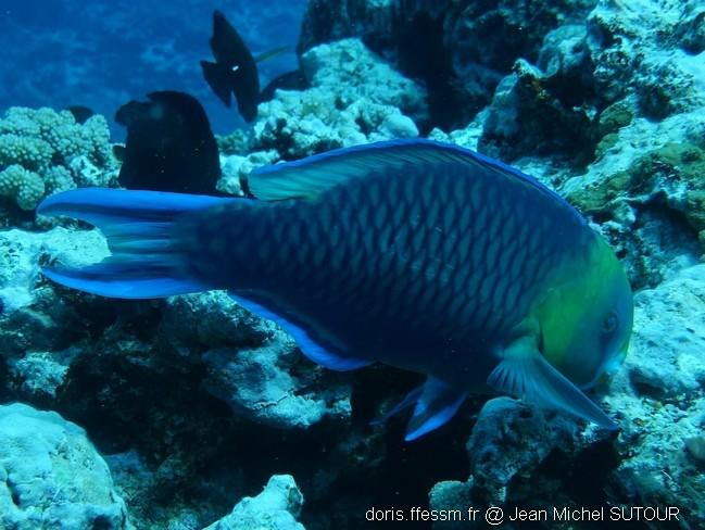 Scarus spinus | DORIS