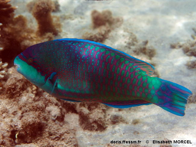Scarus globiceps | DORIS