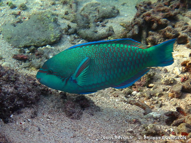 Scarus globiceps | DORIS