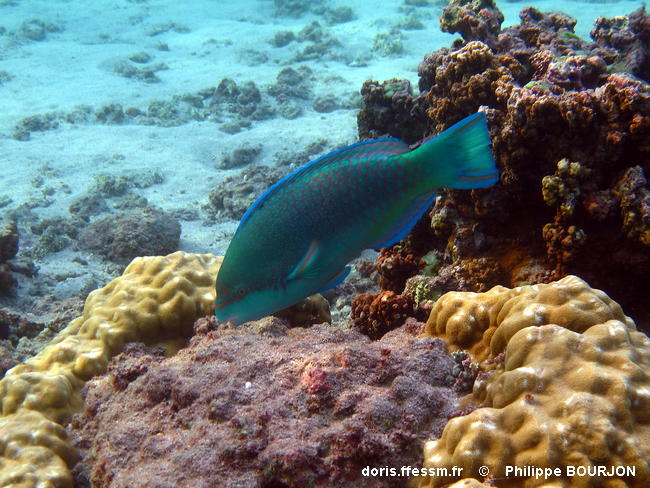 Scarus globiceps | DORIS