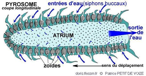 Pyrosoma atlanticum | DORIS