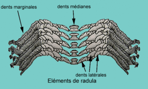 Haliotis tuberculata tuberculata | DORIS