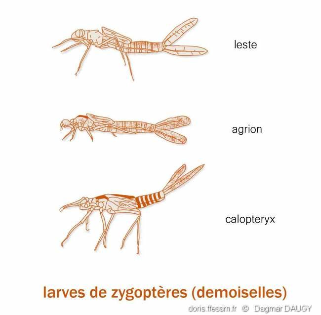 Zygoptera (sous-ordre, larves) | DORIS