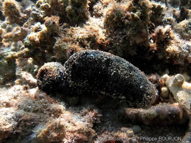 Holothuria (Halodeima) atra | DORIS