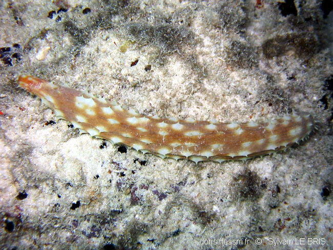 Holothuria (Mertensiothuria) hilla | DORIS