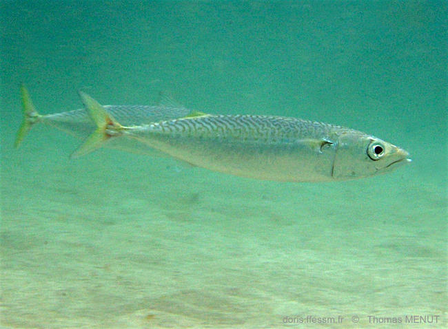 Scomber scombrus | DORIS