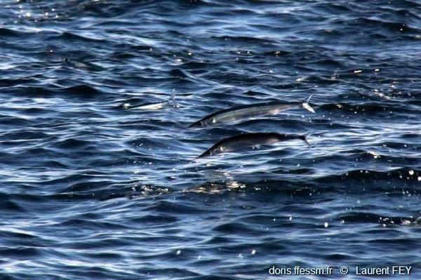 Scomberesox saurus | DORIS