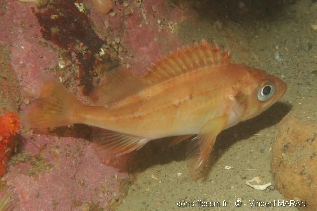 Sebastes fasciatus | DORIS