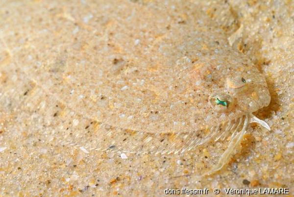 Arnoglossus thori | DORIS