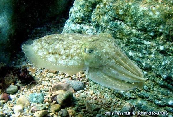 Sepia officinalis | DORIS