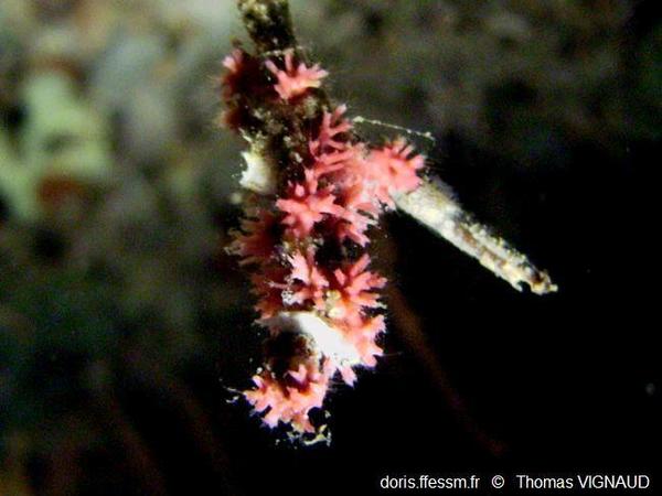 Miniacina miniacea | DORIS