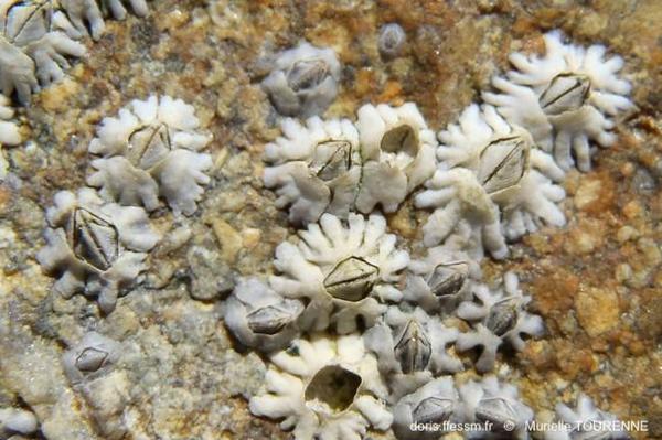 Semibalanus balanoides | DORIS