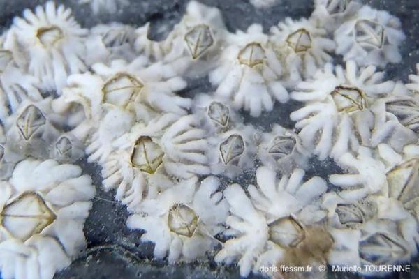 Semibalanus balanoides | DORIS