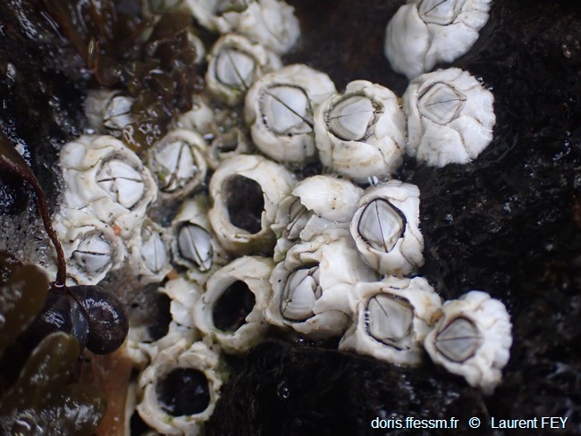 Semibalanus balanoides | DORIS