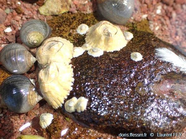 Semibalanus balanoides | DORIS