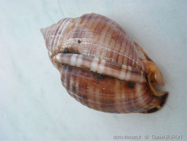 Semicassis undulata | DORIS