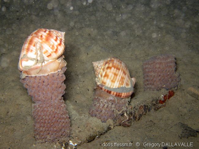 Semicassis undulata | DORIS