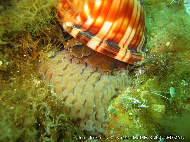 Semicassis undulata | DORIS