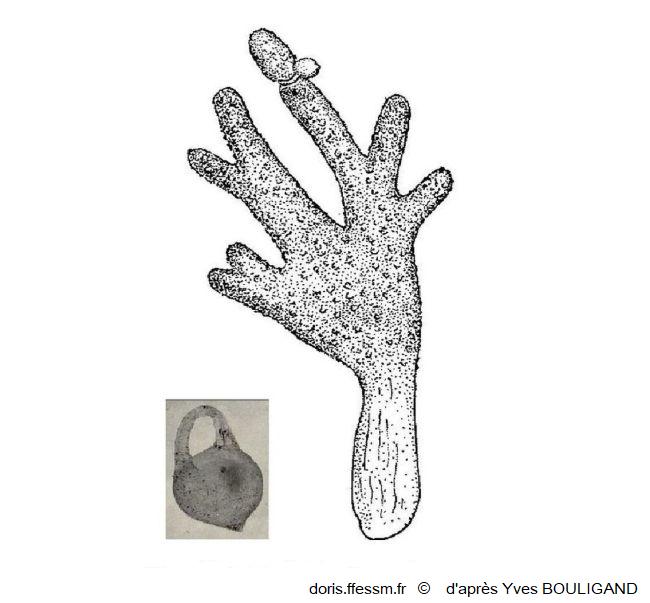 Rhombosepion elegans | DORIS