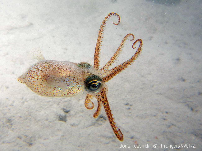 Sépioles méditerranéennes | DORIS