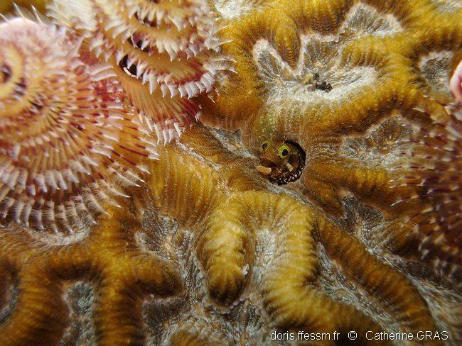 Colpophyllia natans | DORIS