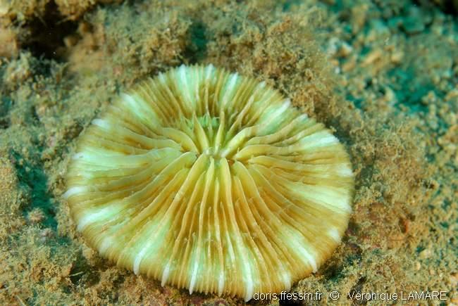 Cycloseris costulata | DORIS