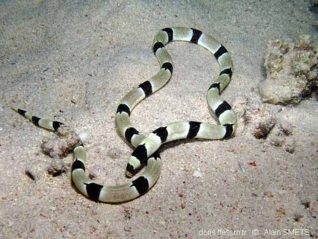 Myrichthys colubrinus | DORIS