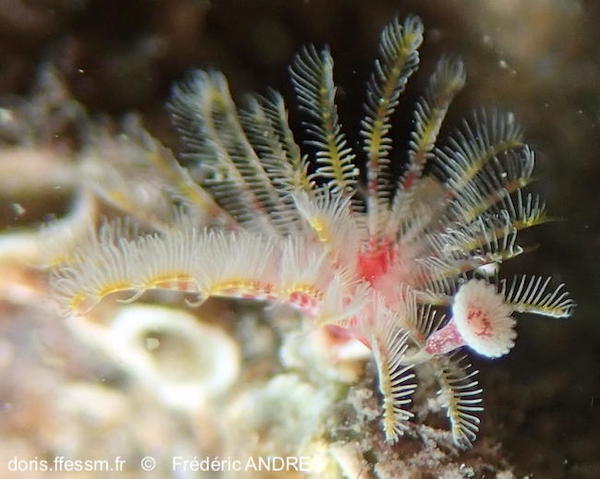 Serpula concharum | DORIS