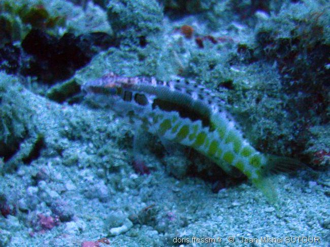 Serranus annularis | DORIS