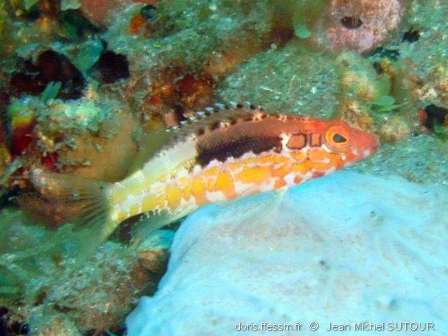 Serranus annularis | DORIS